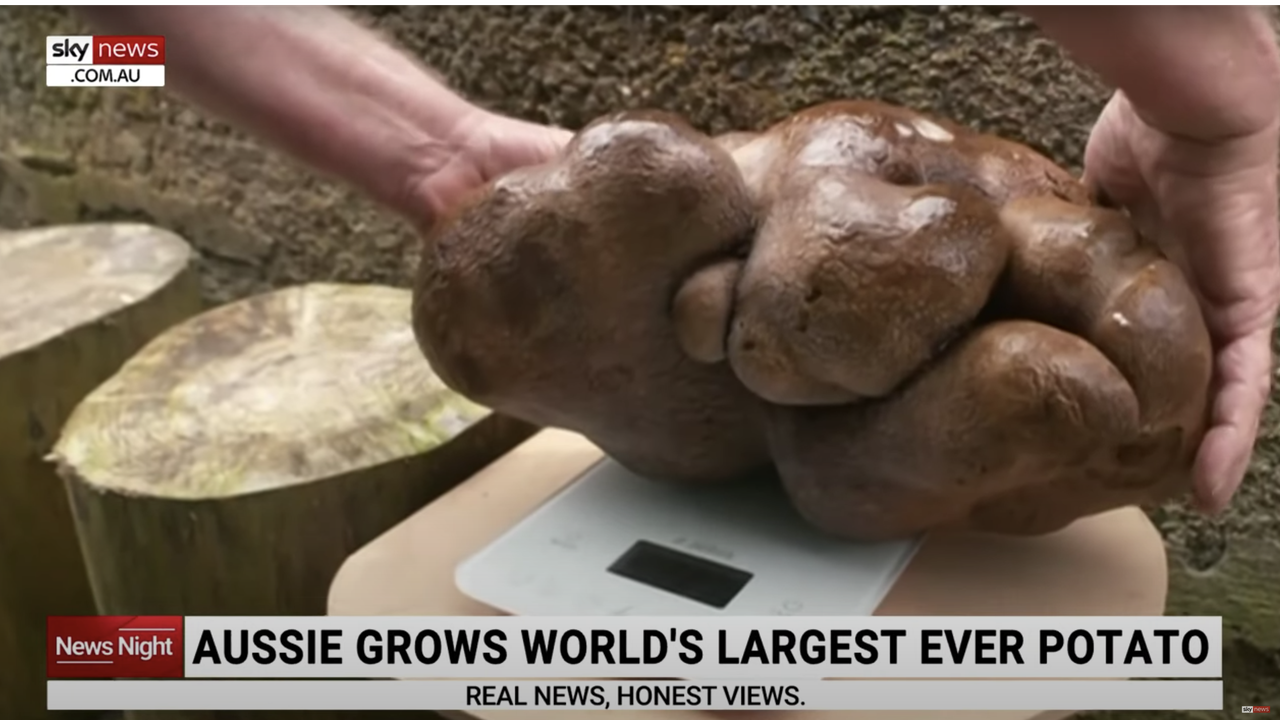 biggest potato ever