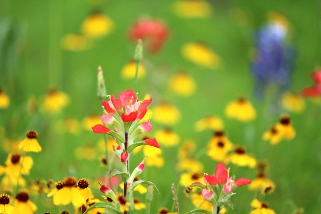 Spring wildflowers in full bloom at Guadalupe River State Park in Texas ...