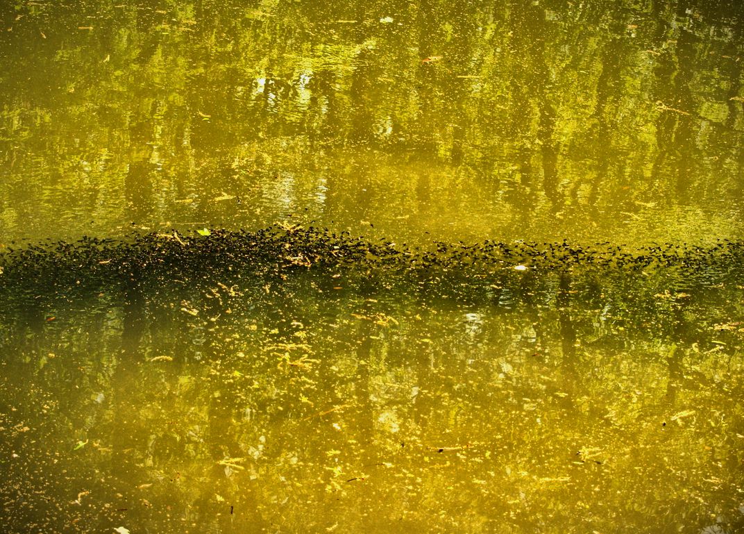 Tadpoles Painting | Smithsonian Photo Contest | Smithsonian Magazine