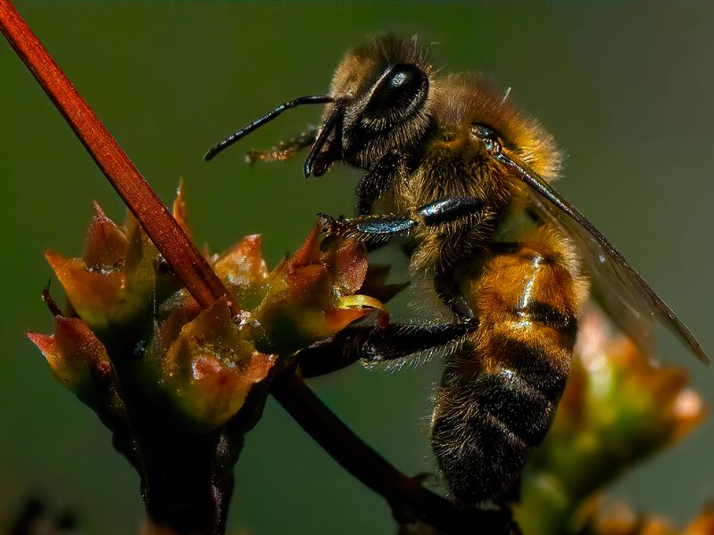 A Hawaiian yellow-faced bee, Hylaeus sp. | Smithsonian Photo Contest ...