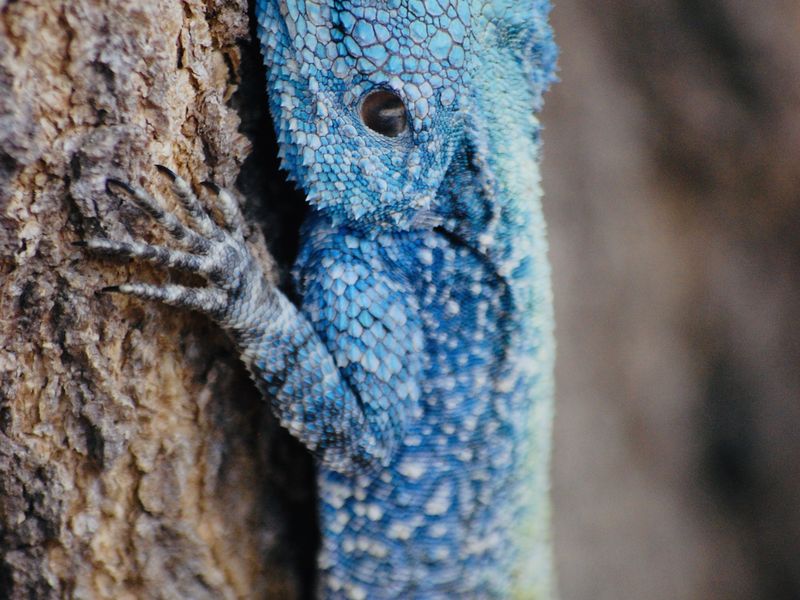 A Lizard with a Case of the Blues | Smithsonian Photo Contest ...