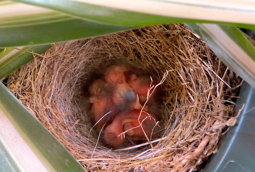 What the birds brought us --4 precious babies! | Smithsonian Photo ...