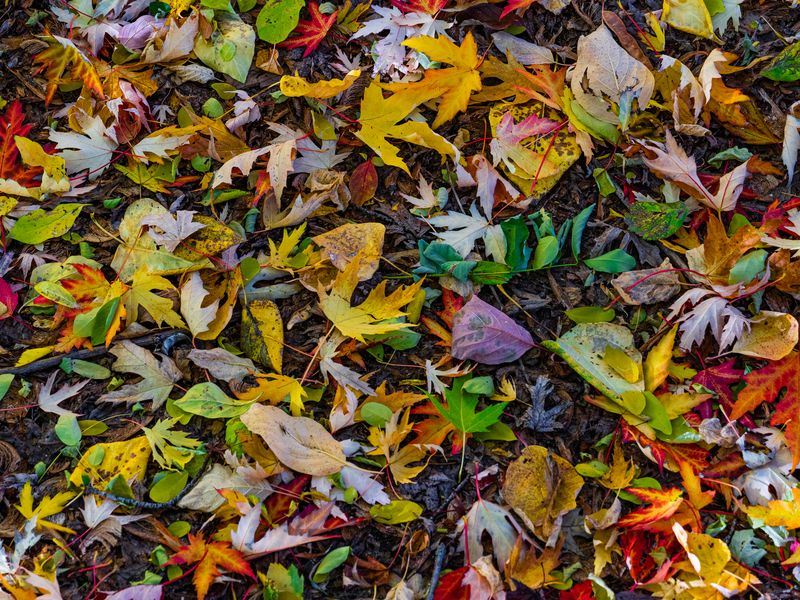 Leaf Patchwork | Smithsonian Photo Contest | Smithsonian Magazine