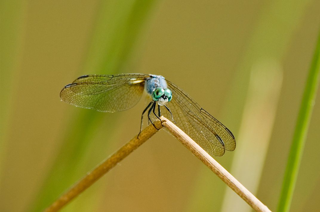 Swift long-winged skimmer, Pachydiplax longipennis, Stanley Park ...