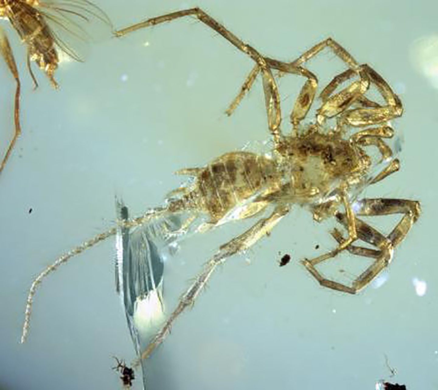 Found: 100-Million-Year Old Arachnid with a Tail