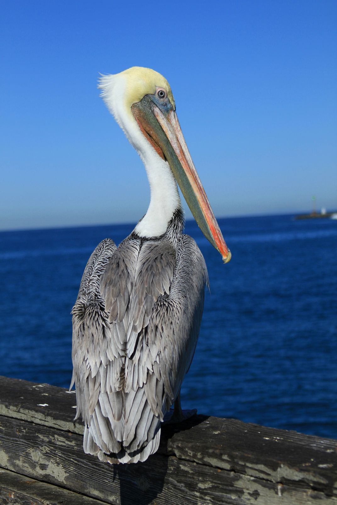 Perched Pelican | Smithsonian Photo Contest | Smithsonian Magazine