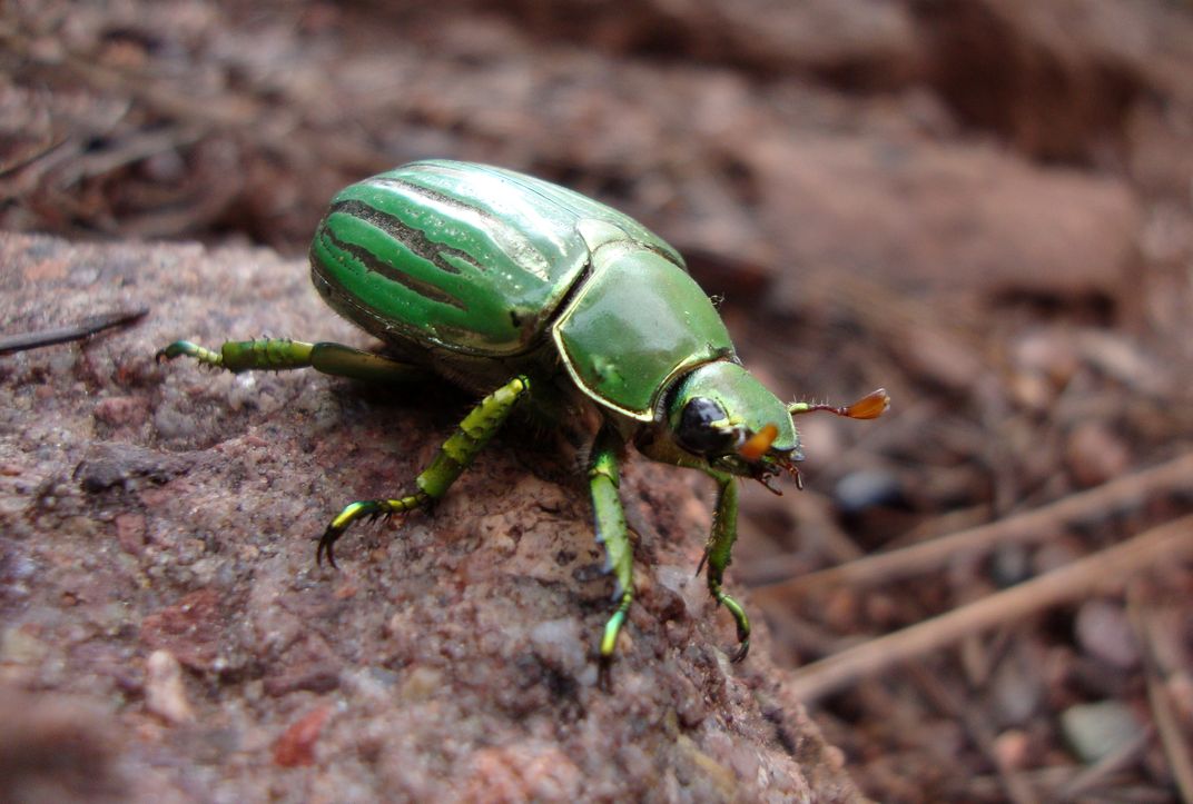 I was at Camp Tontozona and I saw I this brilliant green little scarab ...