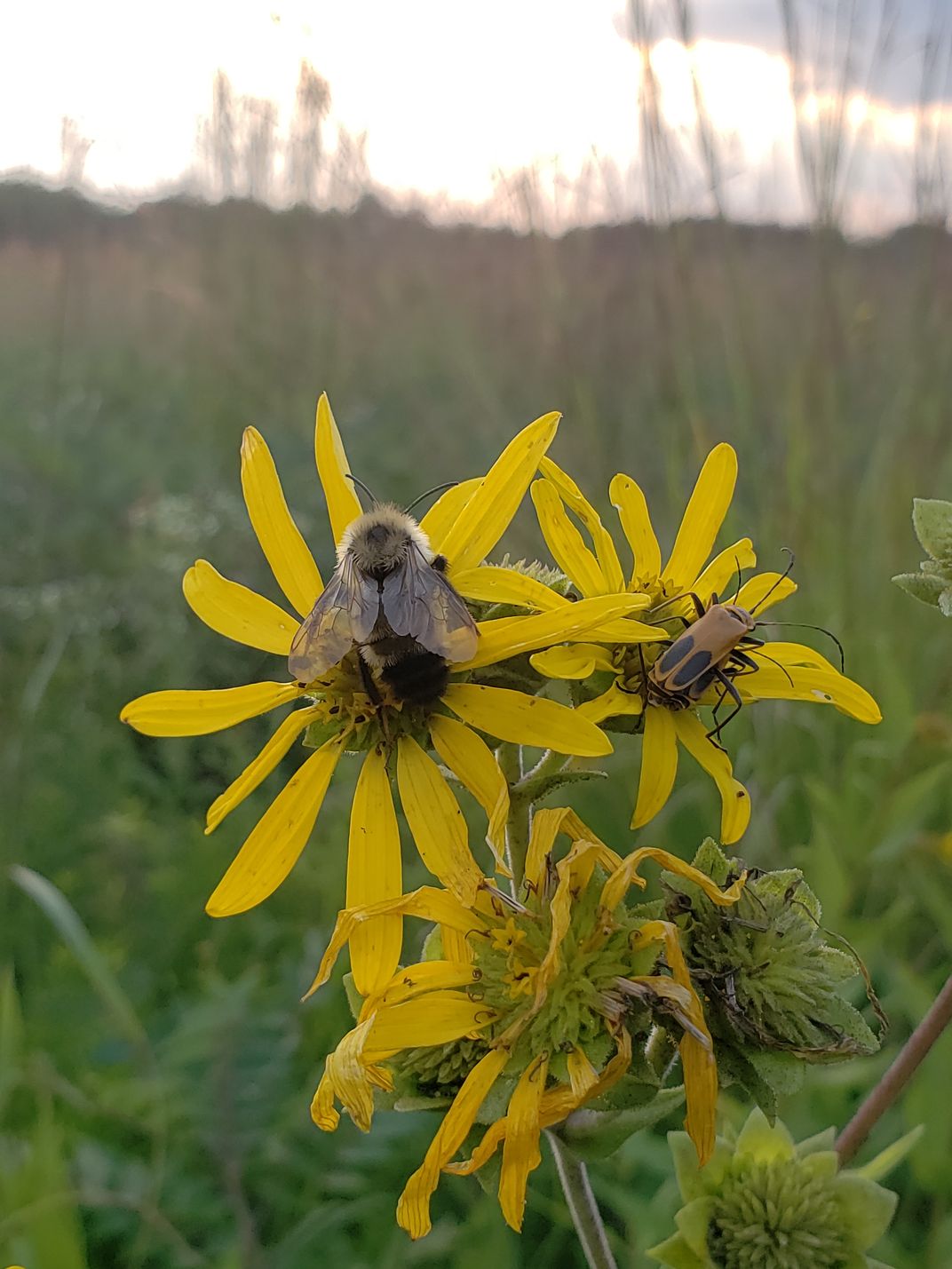 Beezy | Smithsonian Photo Contest | Smithsonian Magazine