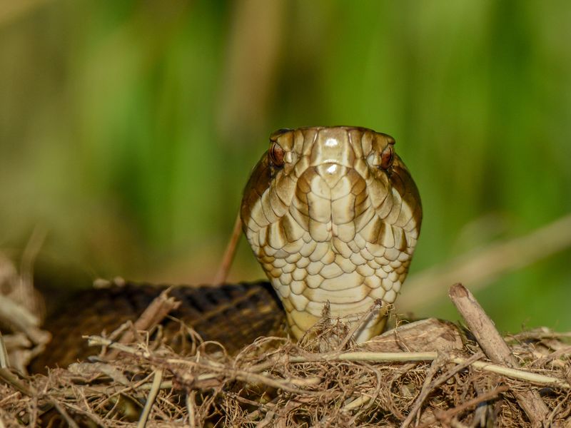 Water Moccasin at Okefenokee Wildlife Refuge | Smithsonian Photo ...
