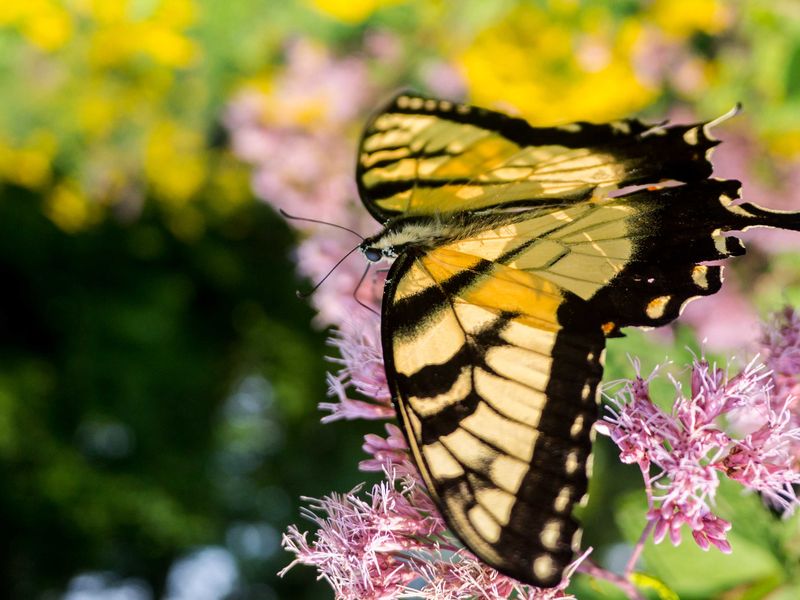 Butterfly in meadow | Smithsonian Photo Contest | Smithsonian Magazine
