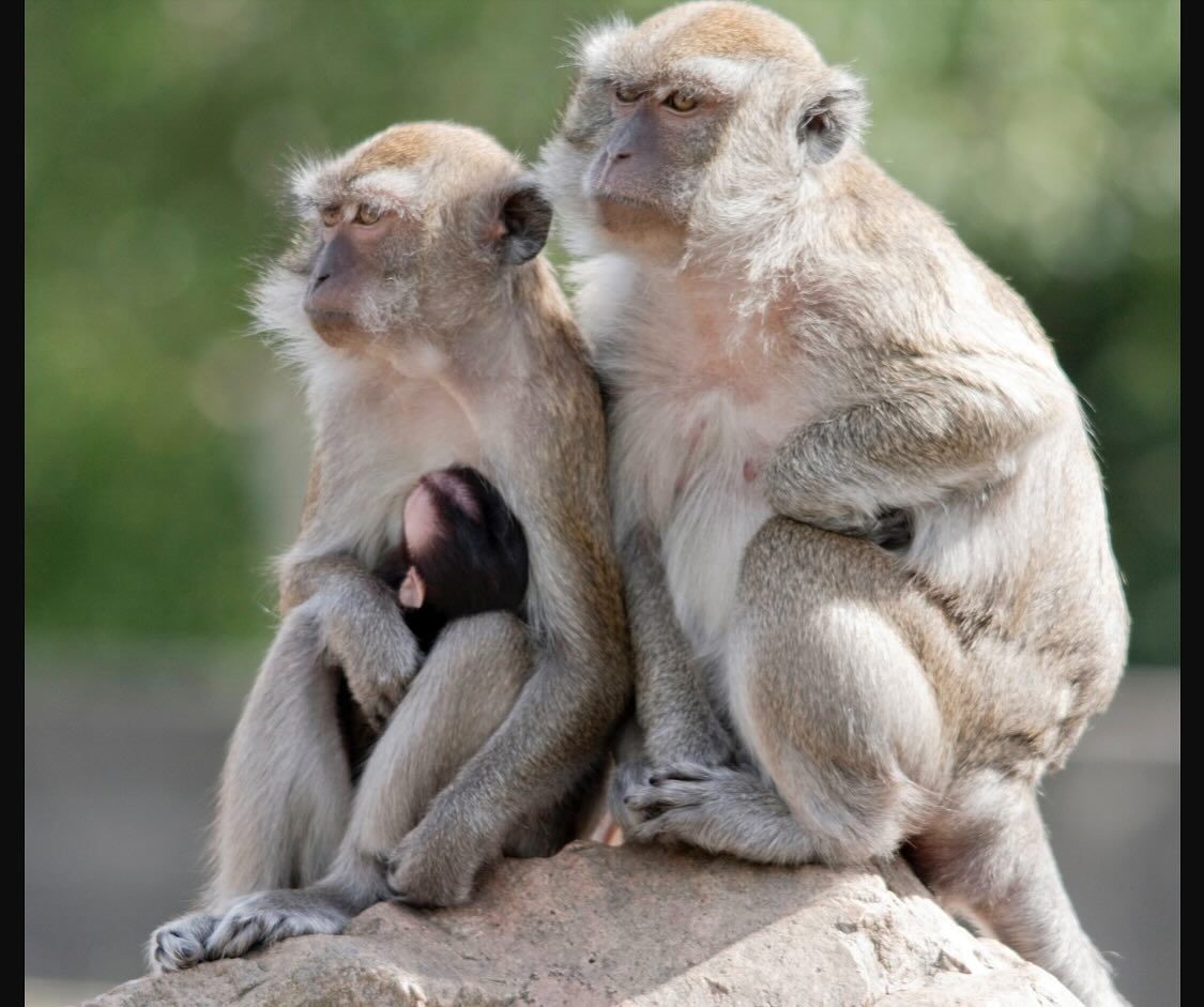 Forty-Three Monkeys Are on the Loose in South Carolina After Escaping a ...
