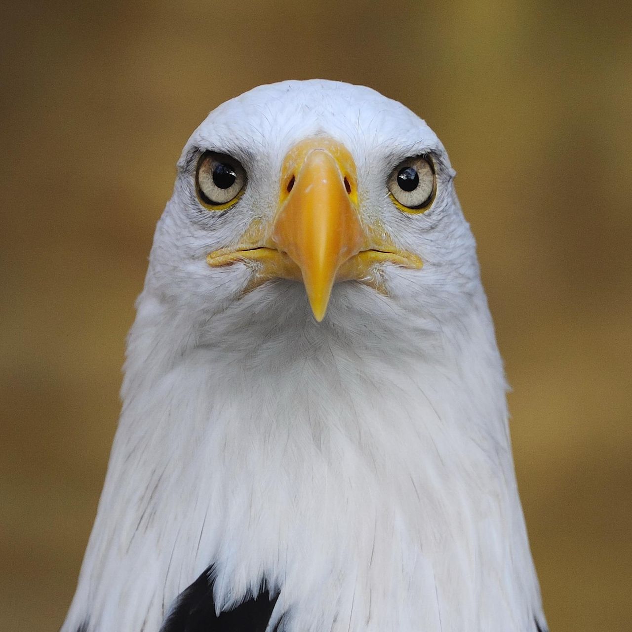 What Color Eyes Do Bald Eagles Have
