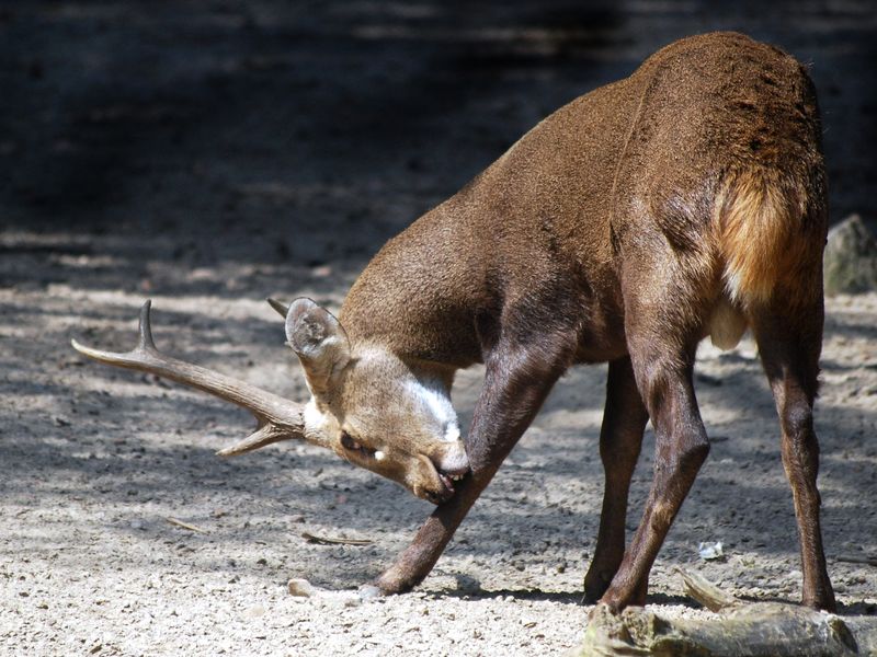 Swamp deer | Smithsonian Photo Contest | Smithsonian Magazine
