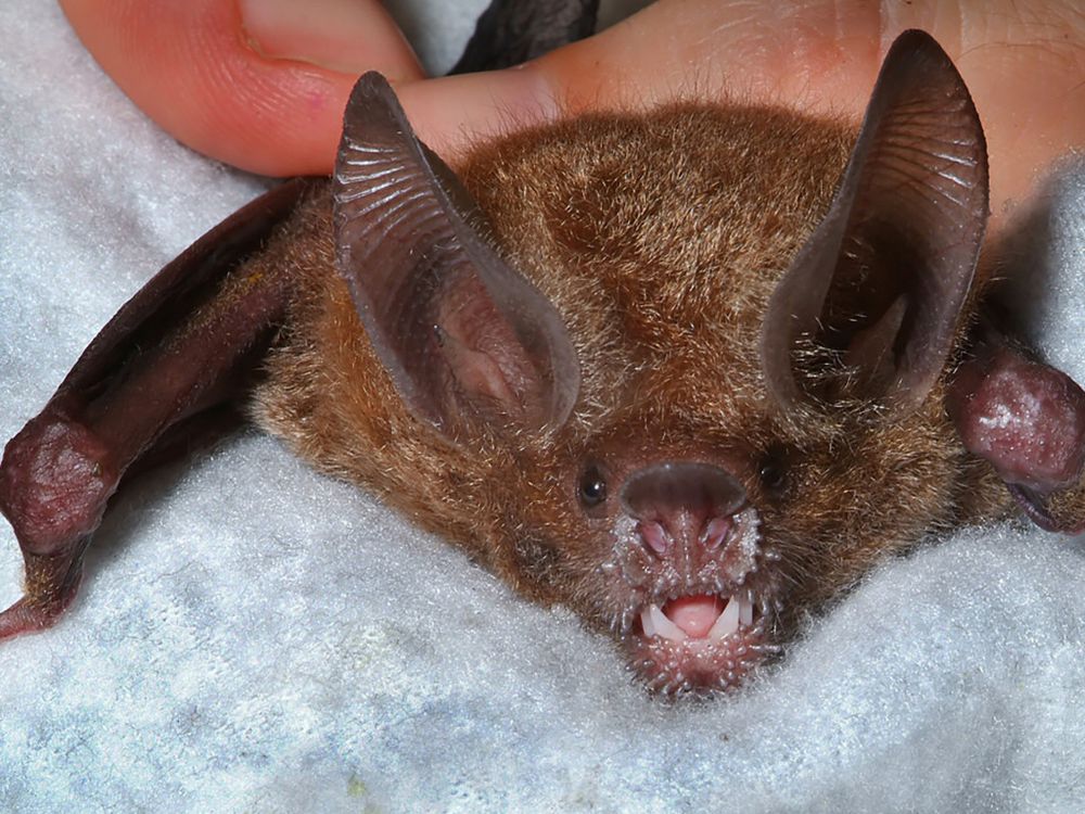 Wild Bats Can Recognize a Phone’s Ringtone Four Years Later