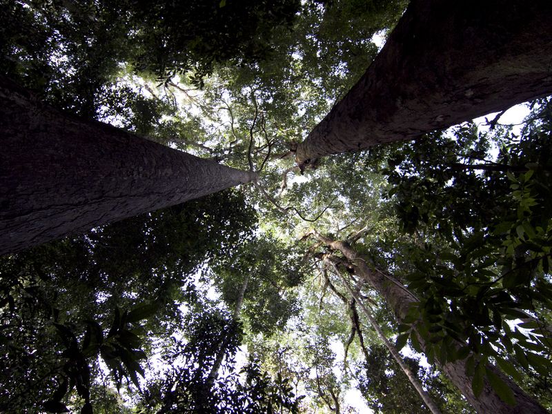 Rainforest trees | Smithsonian Photo Contest | Smithsonian Magazine