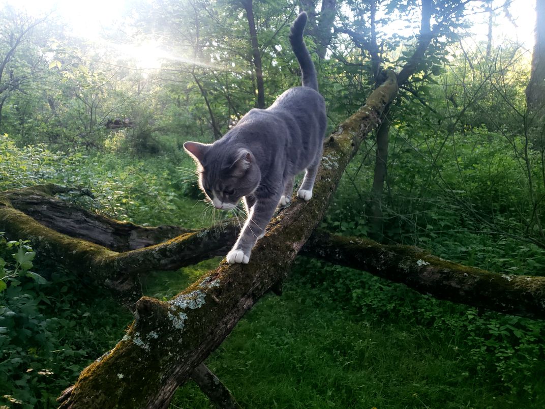 Cat Walk | Smithsonian Photo Contest | Smithsonian Magazine