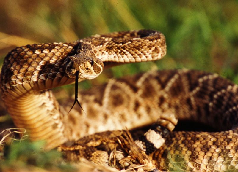 Diamondback rattlesnake in a defensive posture with broken rattle ...
