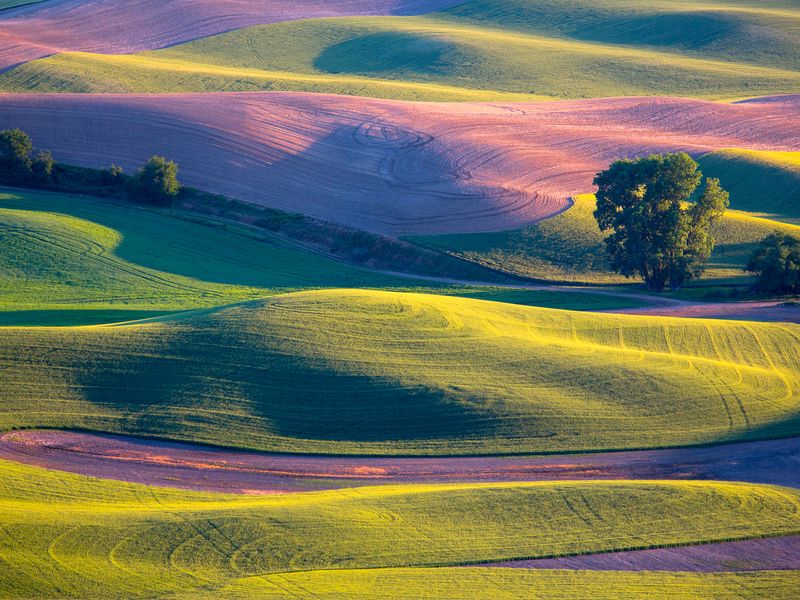 Palouse fields on early morning | Smithsonian Photo Contest ...
