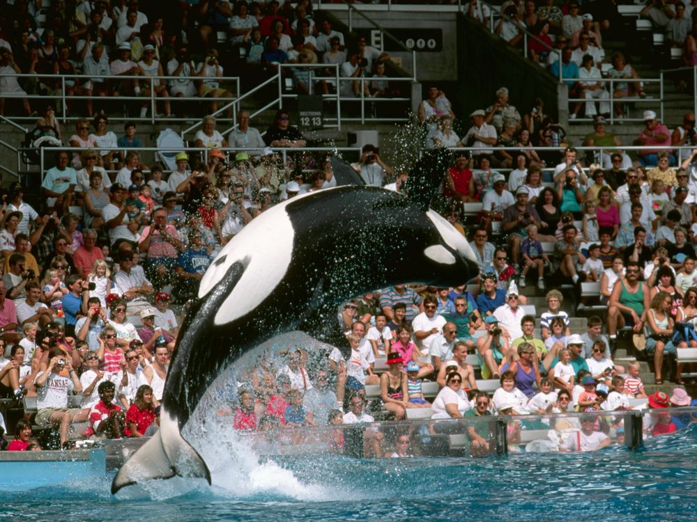 So Long Shamu Show