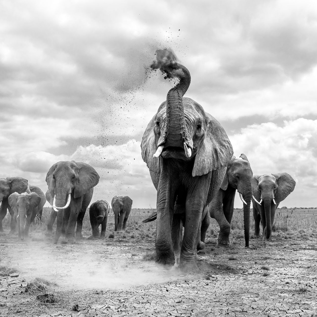 elephant herd