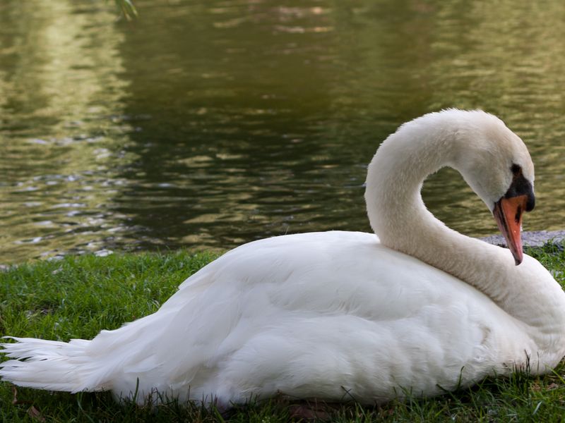 Swan Resting | Smithsonian Photo Contest | Smithsonian Magazine