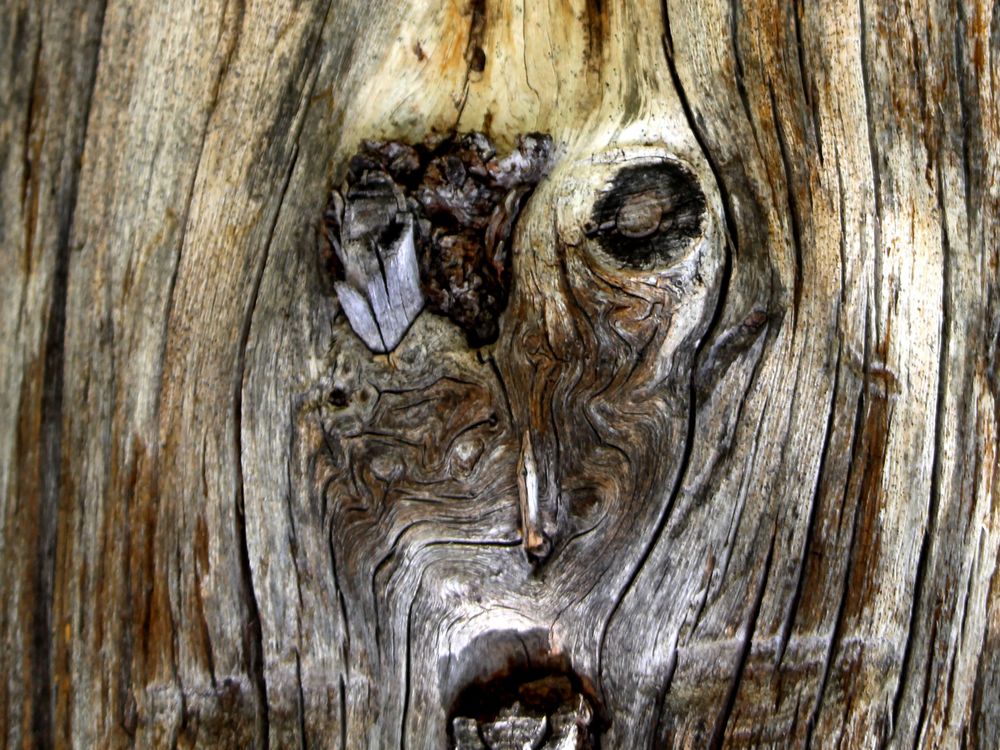 Eerie Face in Wood | Smithsonian Photo Contest | Smithsonian Magazine