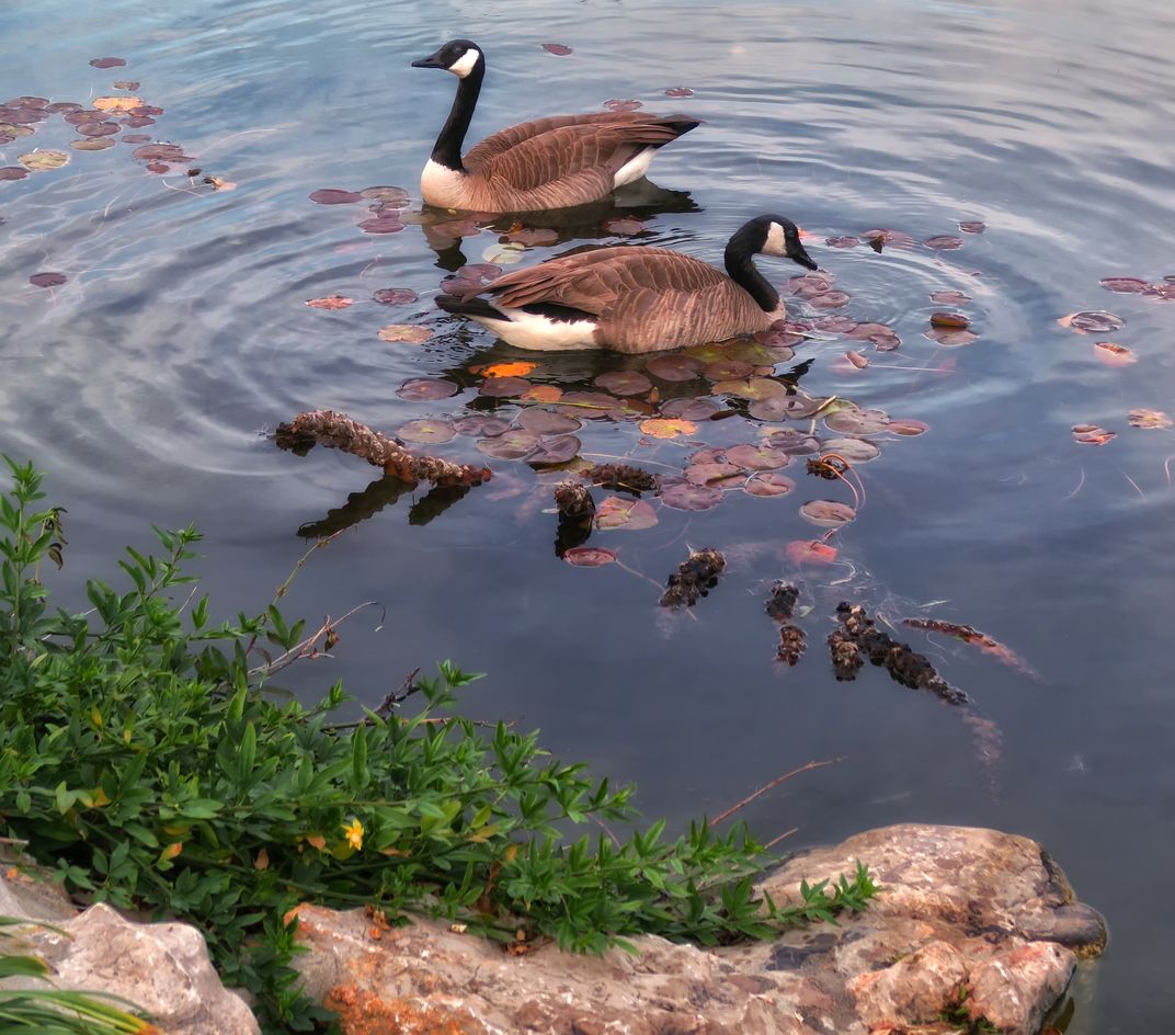 Two Geese | Smithsonian Photo Contest | Smithsonian Magazine