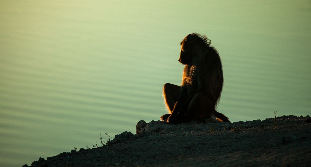 The Wise Baboon | Smithsonian Photo Contest | Smithsonian Magazine