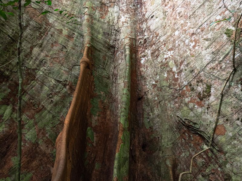 Forest Giant | Smithsonian Photo Contest | Smithsonian Magazine