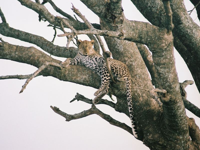 This beautiful female leopard was so camouflaged that we could have ...
