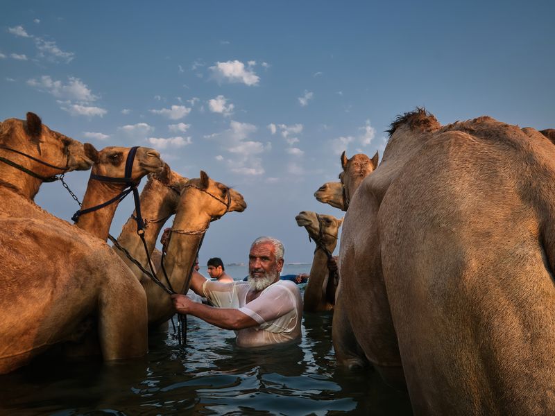 Taking care of their camels! | Smithsonian Photo Contest | Smithsonian ...
