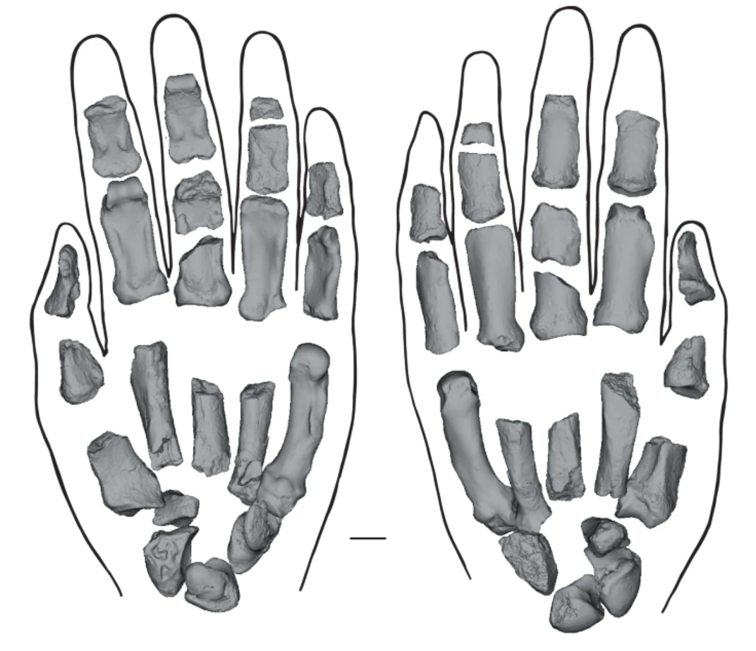 left hand bones drawing