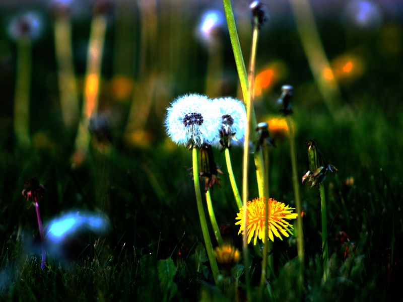 Dandelion family | Smithsonian Photo Contest | Smithsonian Magazine