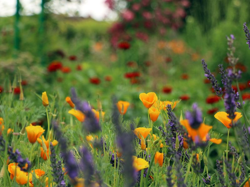 Layers of Flowers | Smithsonian Photo Contest | Smithsonian Magazine
