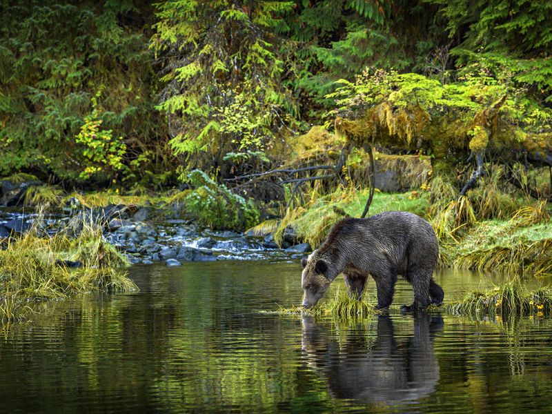 Peaceful Moment in the Great Bear Rainforest | Smithsonian Photo ...