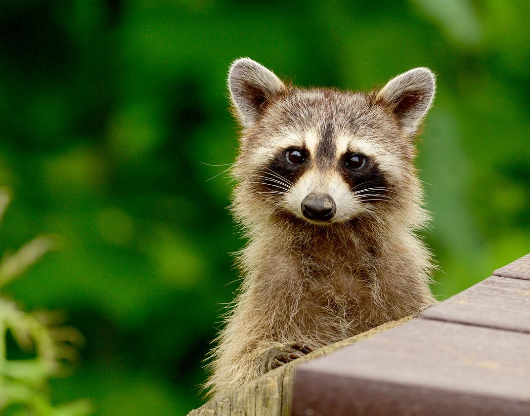 Curiosity | Smithsonian Photo Contest | Smithsonian Magazine