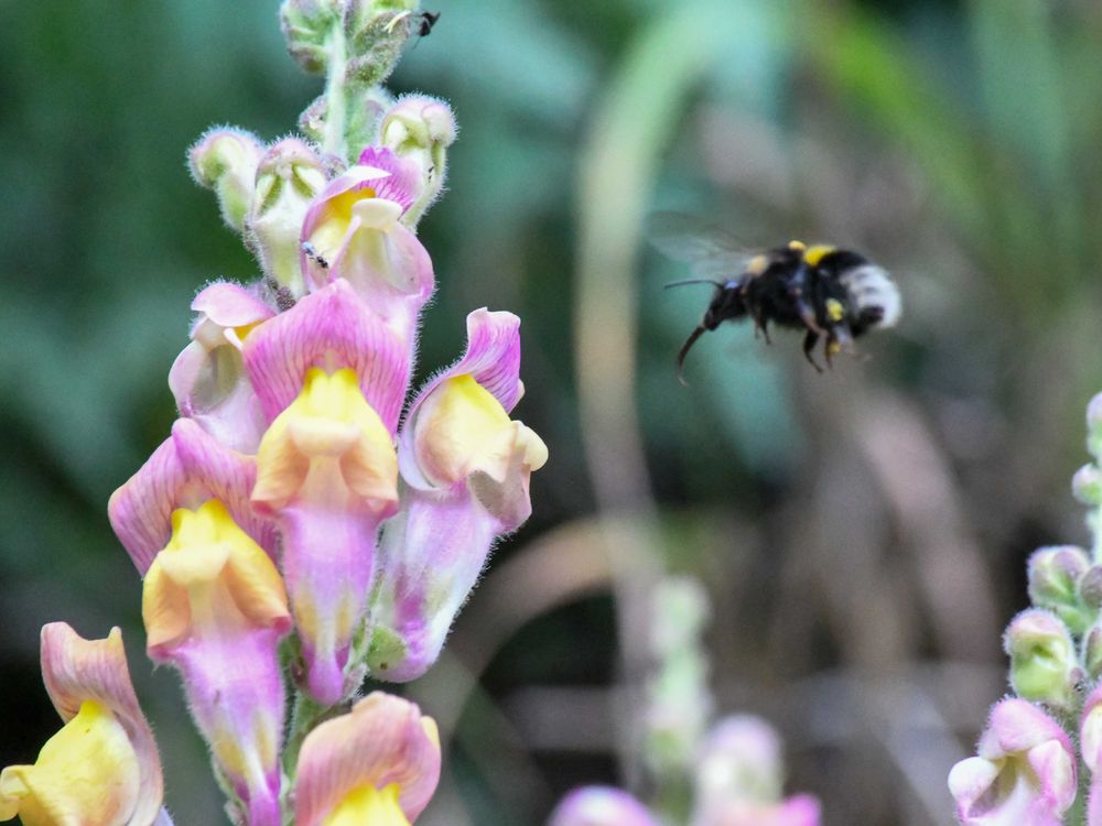 do snapdragons repeat flower