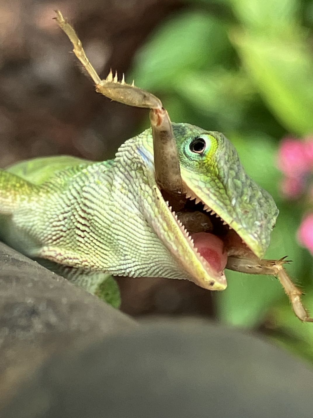 Lizard eating a mole cricket | Smithsonian Photo Contest | Smithsonian ...