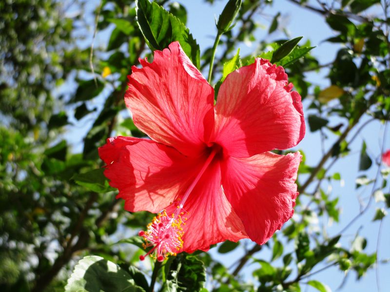 Hibiscus at the Killing Fields | Smithsonian Photo Contest ...