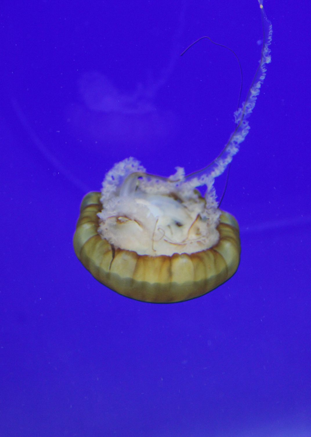 jelly fish in Oregeon | Smithsonian Photo Contest | Smithsonian Magazine