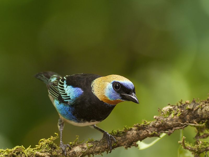 Golden Hooded Tanager | Smithsonian Photo Contest | Smithsonian Magazine