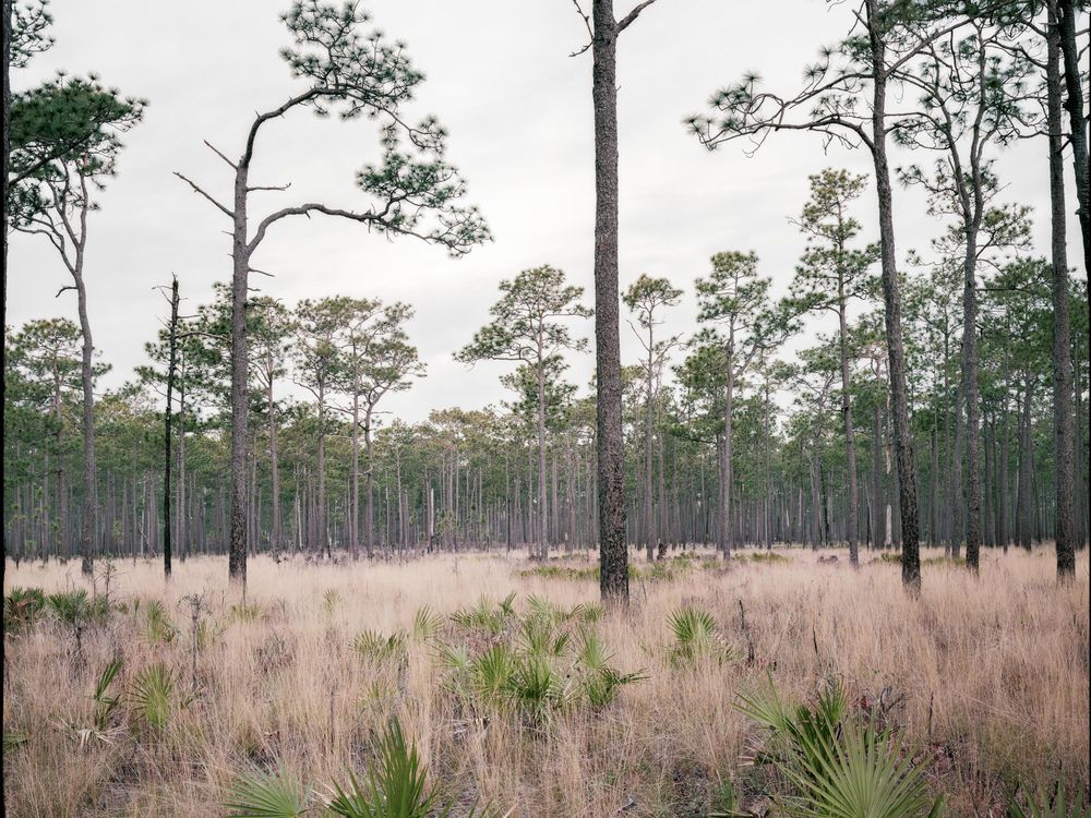 old growth longleaf pine