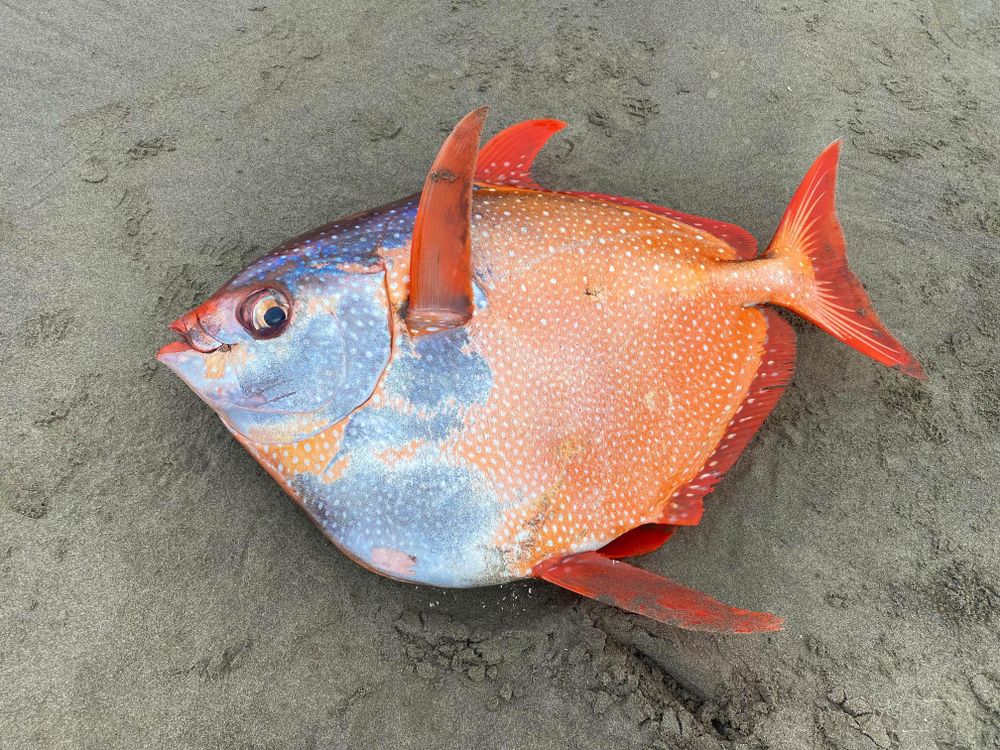 Brightly Colored, 100-Pound Moonfish Washes Up on Oregon Beach