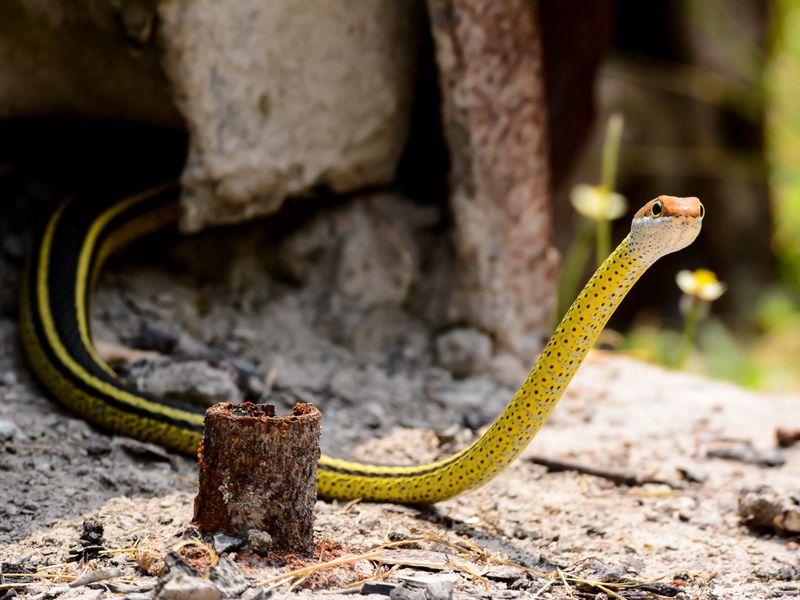 Speckled Sand Snake | Smithsonian Photo Contest | Smithsonian Magazine