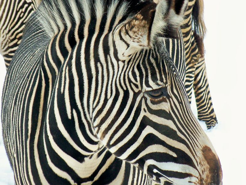 Zebra in the snow | Smithsonian Photo Contest | Smithsonian Magazine