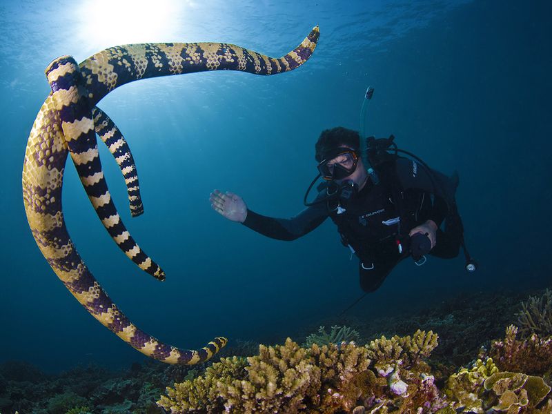 Sea snakes facing a diver | Smithsonian Photo Contest | Smithsonian ...