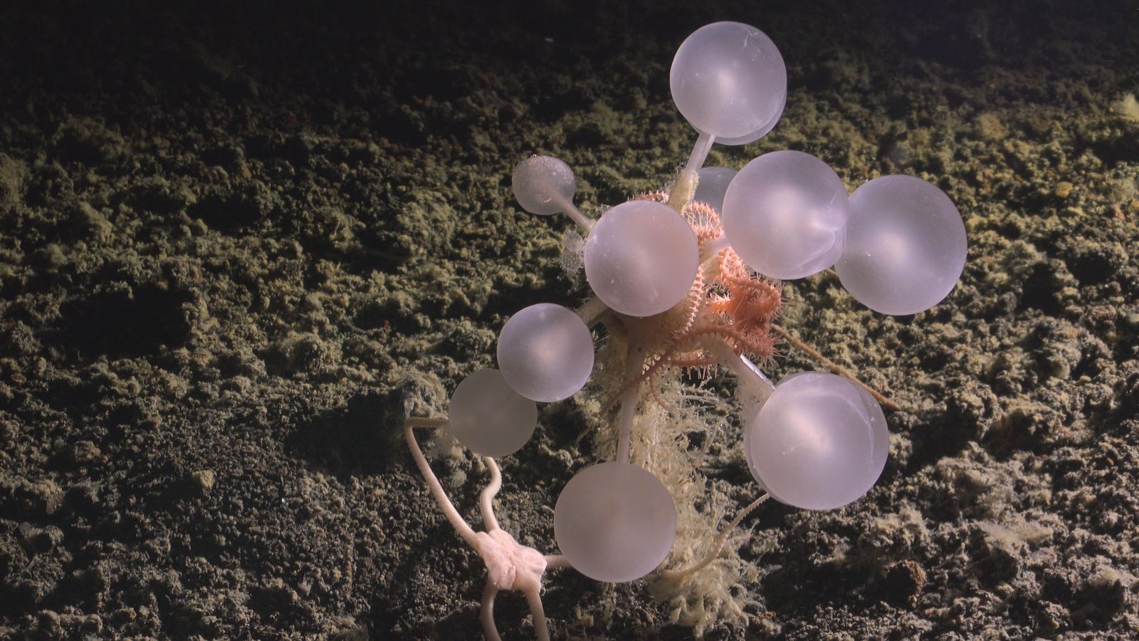 Researchers Discover 'Death Ball' Sponge and Dozens of Other Bizarre ...