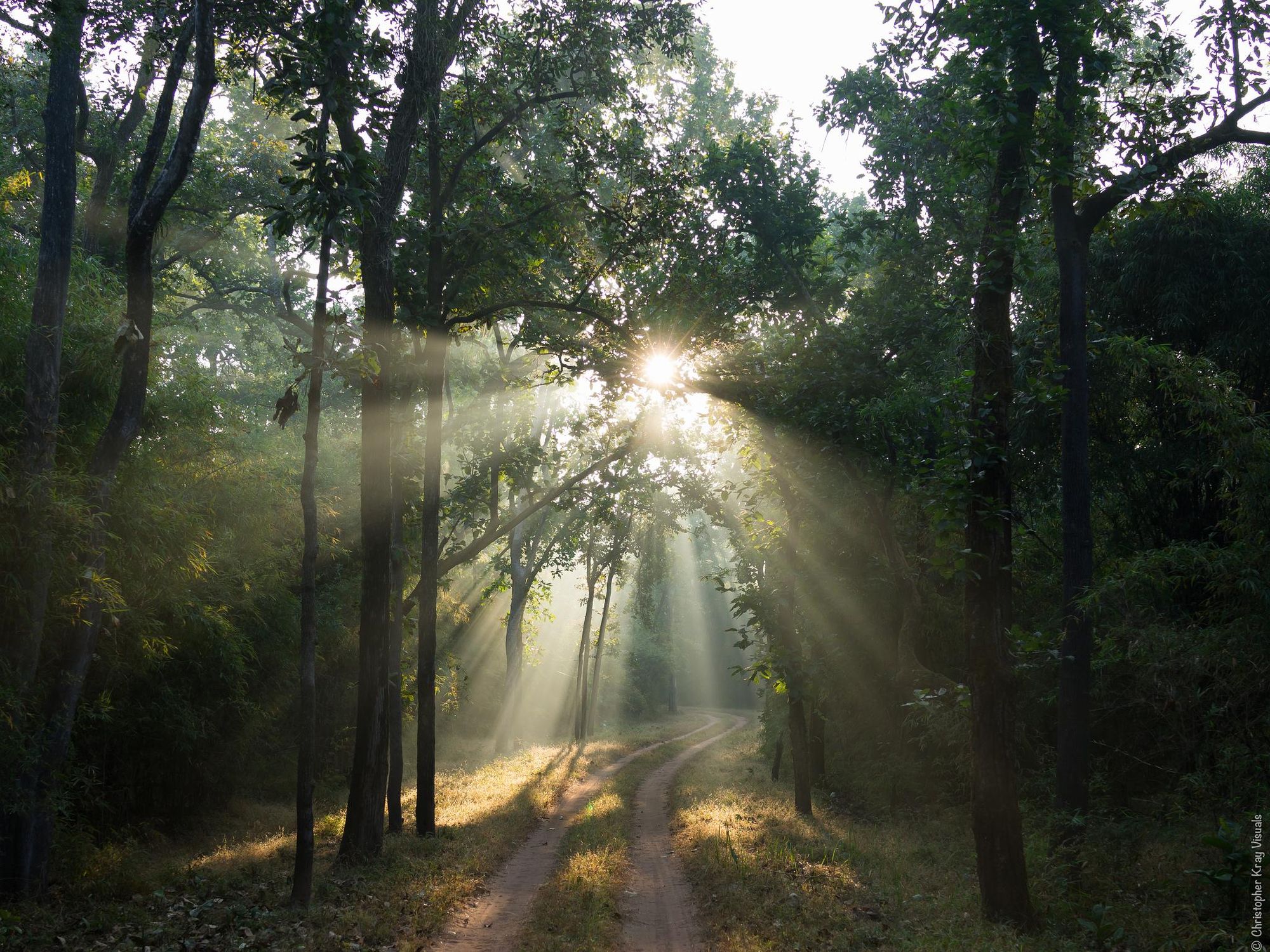 India Plants a Record 50 Million Trees in 24 Hours