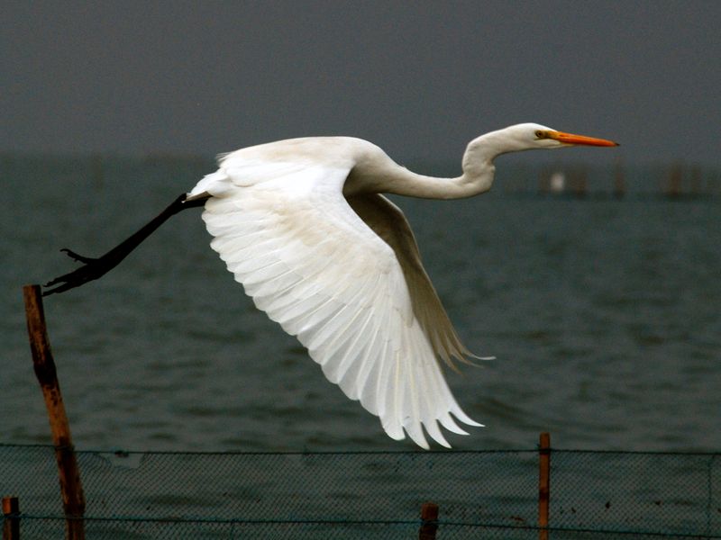 FLYING EGRET | Smithsonian Photo Contest | Smithsonian Magazine