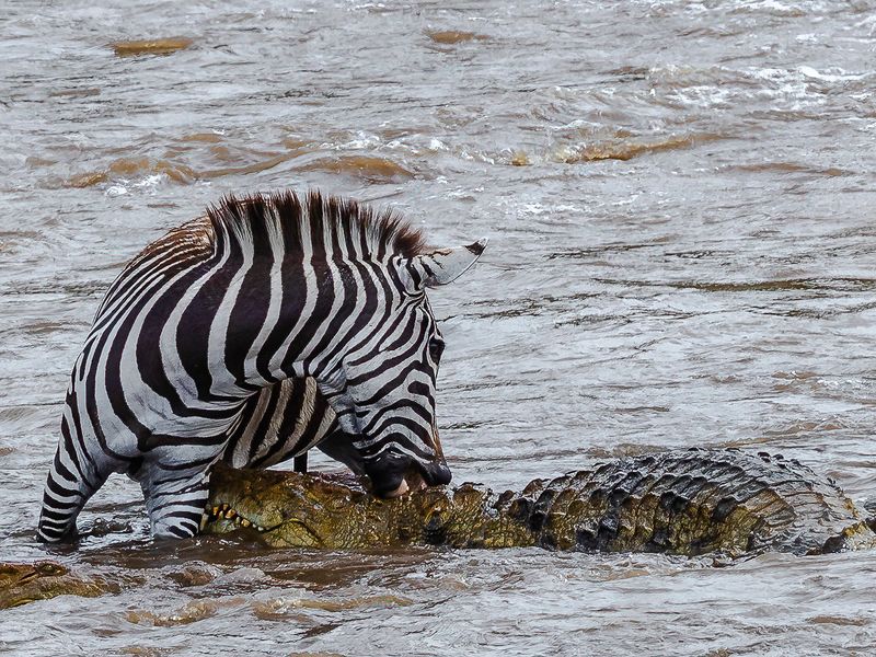 Zebra biting back a crocodile | Smithsonian Photo Contest | Smithsonian ...